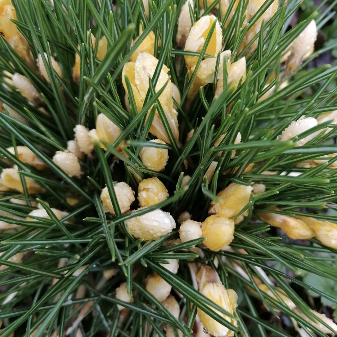 Sofia Valvines - Fanvue